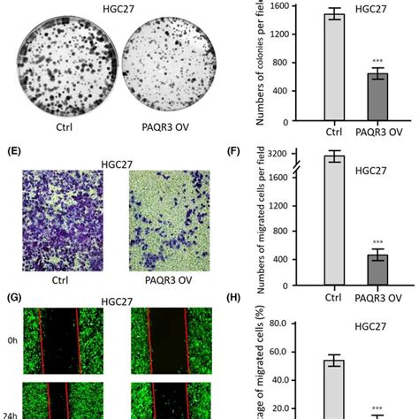 regulation of cell proliferation migration tgf‐β smad signaling and