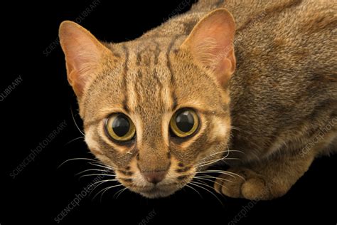 Rusty Spotted Cat Stock Image C Science Photo Library Rusty Spotted Cat Stock Image C Science Photo Library