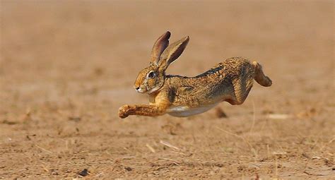 Rabbit Jumping In Field How Do Rabbits Move Rabbit Hopping Rabbit