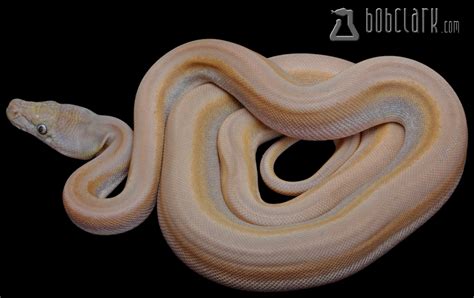 Fire Motley Titanium