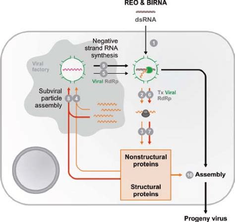 Viral Replication Strategies Basicmedical Key