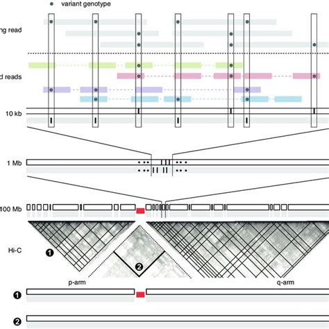 Whole Chromosome Haplotype Phasing By Long Range And Hi C Sequencing Download Scientific