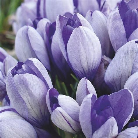 Crocus Species Yalta Bulbs