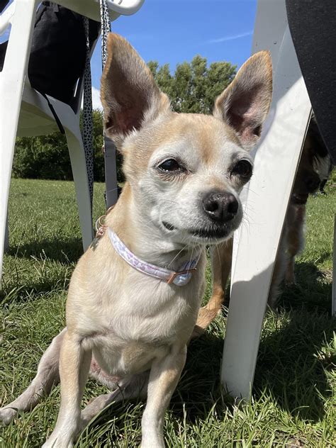 My Sweet Mini 🩷🩷 Rchihuahua