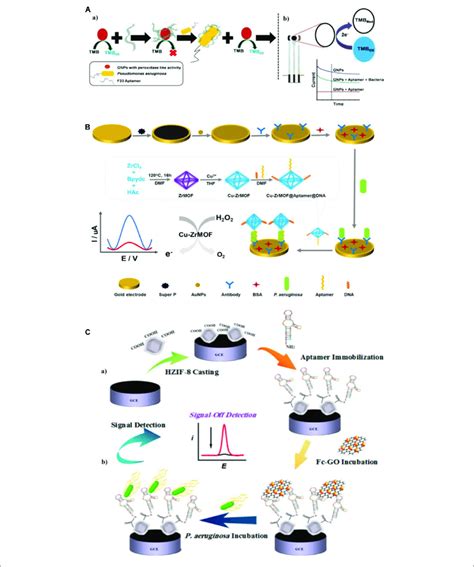 A Schematic Representation Of The Detection Of P Aeruginosa Using Download Scientific