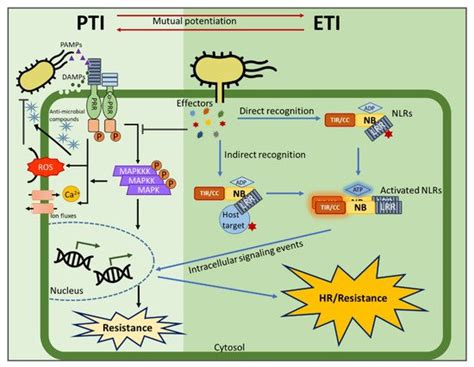 Effector Triggered Immunity In Plants Encyclopedia Mdpi