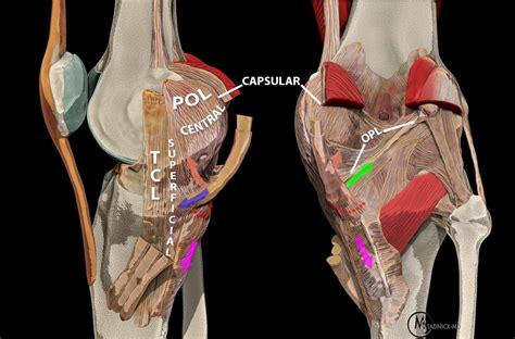 Medial Supporting Structures Of The Knee With Emphasis On The Medial