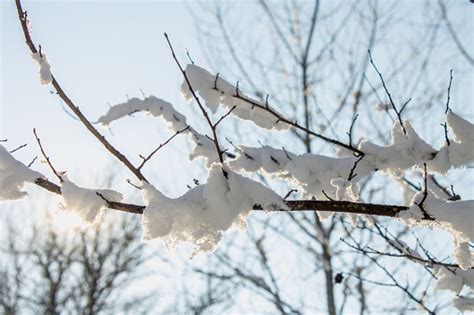 나무의 잔 가지는 흰 서 리와 눈에 겨울 숲의 배경에 눈 덮여 0명에 대한 스톡 사진 및 기타 이미지 0명 1월 겨울 Istock