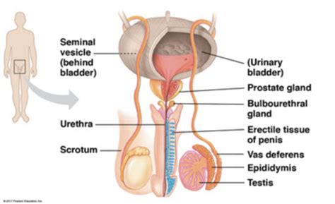 Asexual Sexual Reproduction Flashcards Quizlet