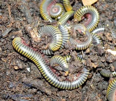 Bumblebee Millipedes Make A Great First Millipede Small Easy To Care For These Millipedes Need