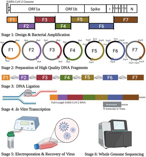 Engineering Sars Cov 2 Using A Reverse Genetic System Pmc