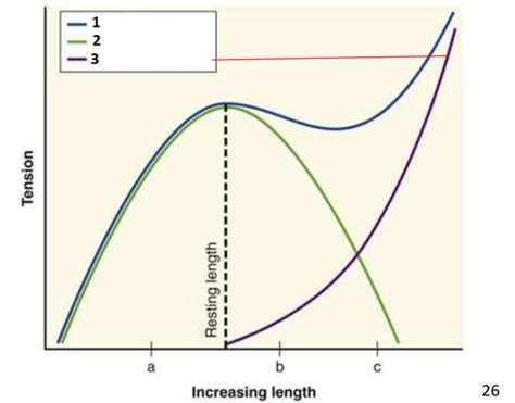 Muscle Structure And Function Flashcards Quizlet