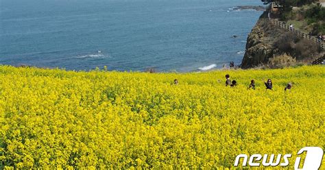 제주도 못지 않은 수성당 유채꽃밭