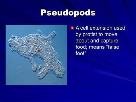 Lesson 1 3 Microscopic Organisms On Earth Ppt Video Online Download