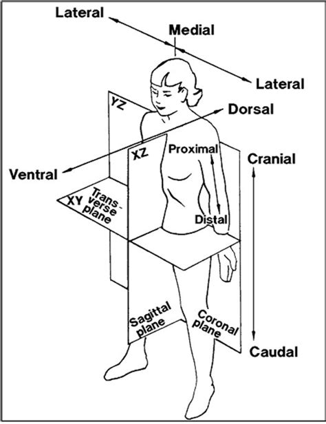 Intro To Anatomical Terminology Anatomy And Physiology