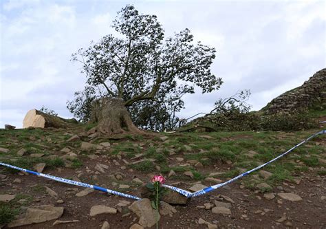 Famous Sycamore Gap Tree In Northern England Found Cut Down Overnight Year Old Arrested