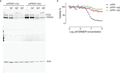 Identification Of Cancer Cytotoxic Modulators Of Pde3a By Predictive