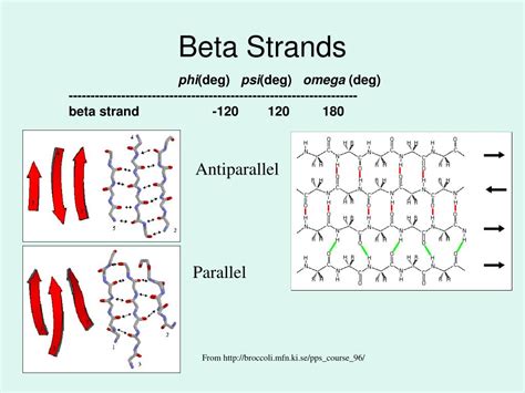 Ppt Protein Secondary Structures Powerpoint Presentation Free Download Id 3804688