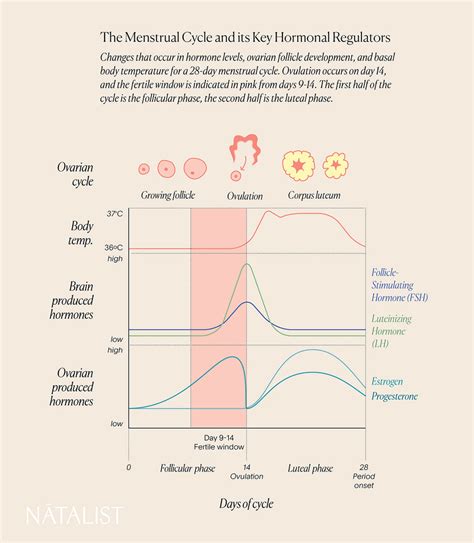 Menstrual Cycle Chart Fertile Days