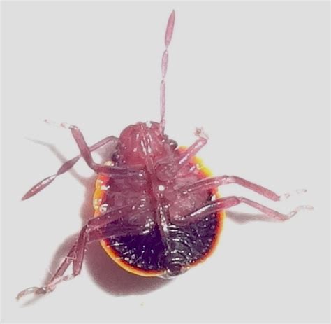 Turtle Bug Nymph Bugguidenet