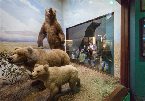 Grizzly Bear Habitat Diorama