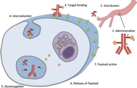 Comprehensive Strategies And Methods On Adc Toxicity The Insider Tales