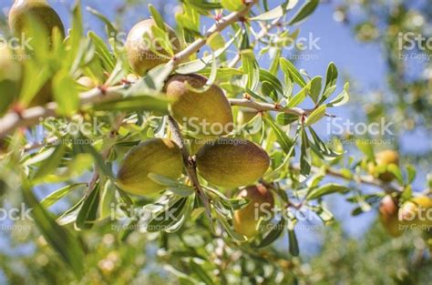 아르간 나무argania Spinosa 네이버 블로그