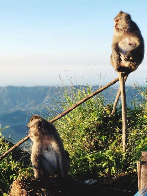 Monkey Mountain Thailand Images Free Download On Freepik