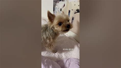 요크셔테리어 성격 폭로 영상4 Youtube