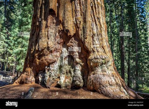 Close Up Of A Giant Sequioa Tree In The Sequioa National Park