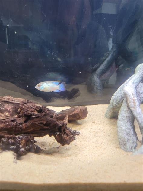 Confirm Sex Of Fish For Me Please Rcichlid