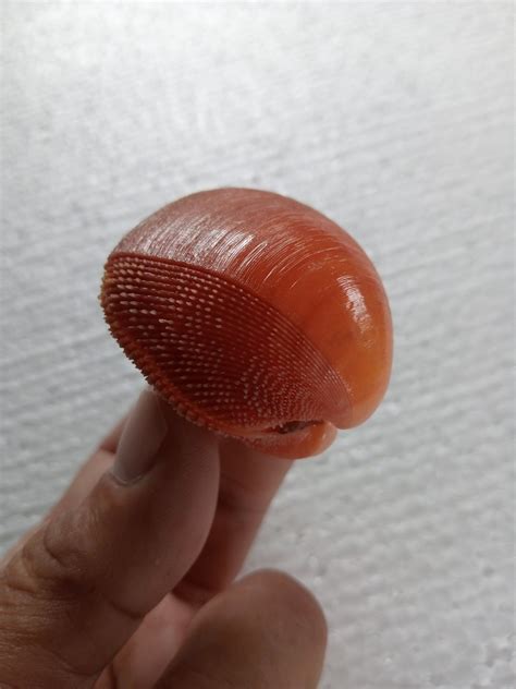 Seashell Bivalve Clam Shell Very Nice Color Hobbies And Toys Stationary And Craft Other