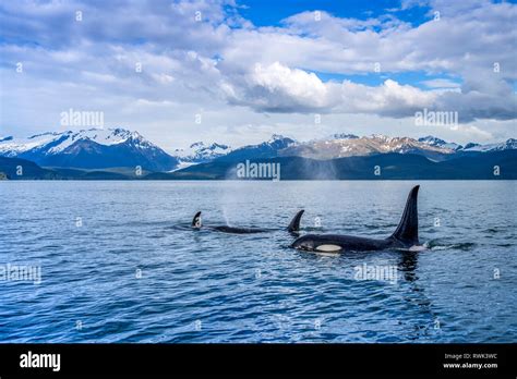 Orca Whale Orcinus Orca Pod In Lynn Canal With Herbert Glacier And
