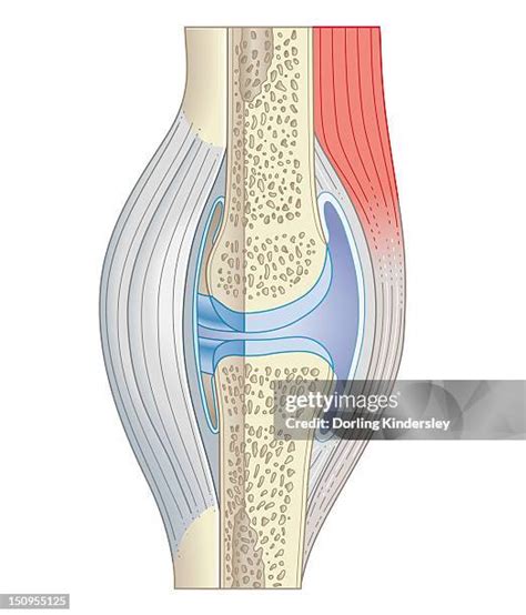 Blank Knee Joint Diagram