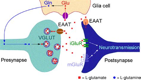 Examples Of Vesicular Transporters At James Kaiser Blog