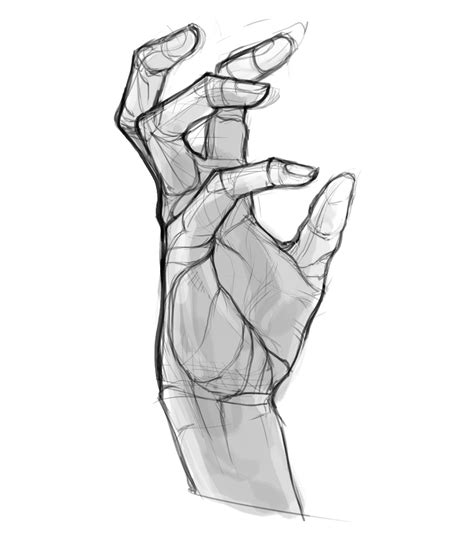 Hand Anatomy Jarrah Wells Cavanagh Skeleton Hand Shading Hand