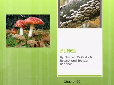 Ppt Fungi Powerpoint Presentation Free Download Id 2373387