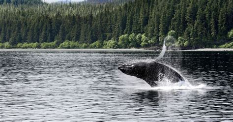 How Fiber Optic Cables Helped Researchers Eavesdrop On Whales The Verge