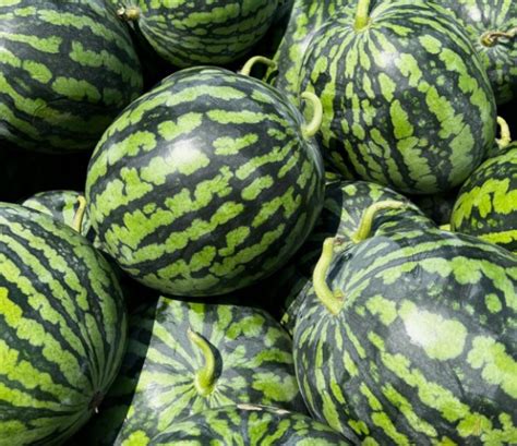 맛있는 수박 고르는법 수박껍질 일반쓰레기 분리수거방법 수박칼로리 2024 김씨네블로그