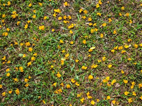 Yellow Flowers On Grass Pattern Stock Image Image Of Grass Park