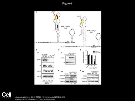 Alternative Capture Of Noncoding Rnas Or Protein Coding Genes By Herpesviruses To Alter Host T