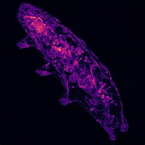 Molecular Sensor Enables Water Bear Hardiness By Triggering Dormancy