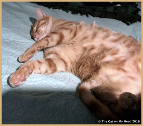 Tabby Toes Extravaganza The Cat On My Head