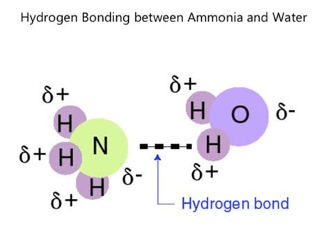 AP Biology Structure Of H O Hydrogen Bonding Elements Of Life Flashcards Quizlet