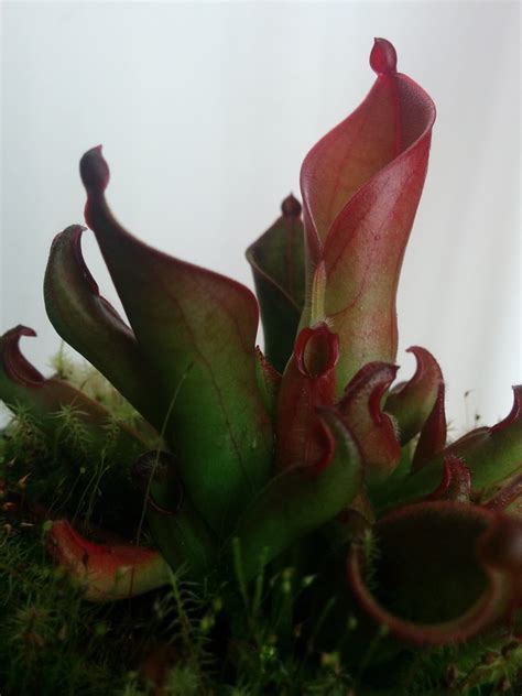 Heliamphora hispida photos