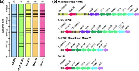Is6110 Insertion Element Profiles And Type Iii A Crispr Cas Locus In M Download Scientific