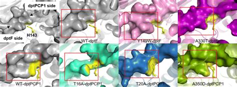 Comparison Of Substrate Binding Pockets Of Lptc1 Wt And Mutants The Download Scientific