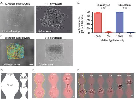 Characterization Of Rgd Hf555 Photopatterning On Passivating Pva