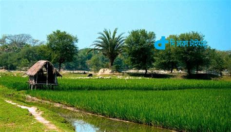 বাংলাদেশের গ্রামের প্রকৃত চিত্র The Dhaka Times