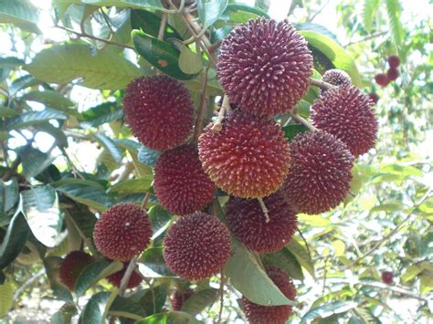Pulasan Exotic Fruit From Tropical Countries